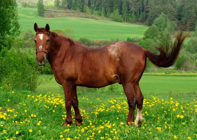 BODY CONDITION SCORING FOR HORSES | The Equine Nutrition Nerd