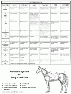 BODY CONDITION SCORING FOR HORSES | The Equine Nutrition Nerd