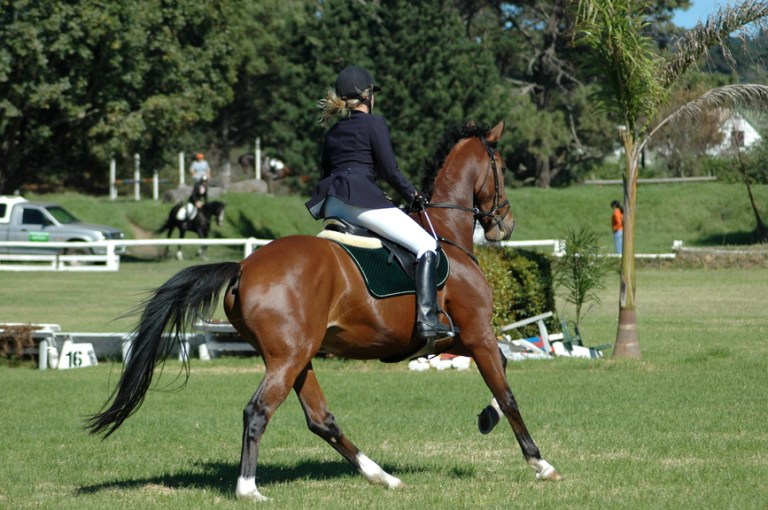 Carbohydrates in the Equine Diet | The Equine Nutrition Nerd